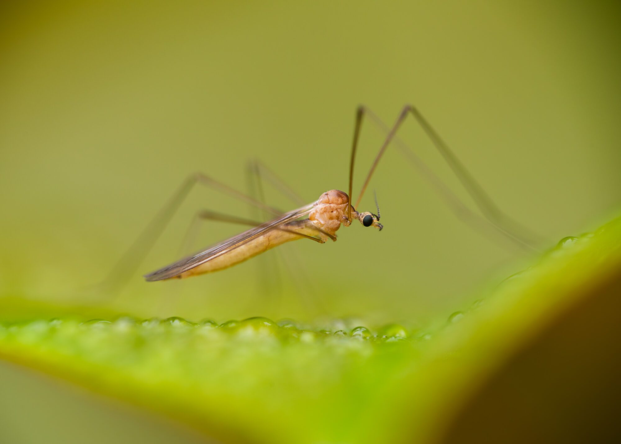 First Impressions of the Raynox DCR-250 for Macro Photography